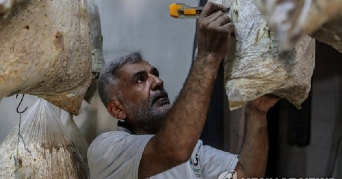SYRIA MUSHROOM GROWING