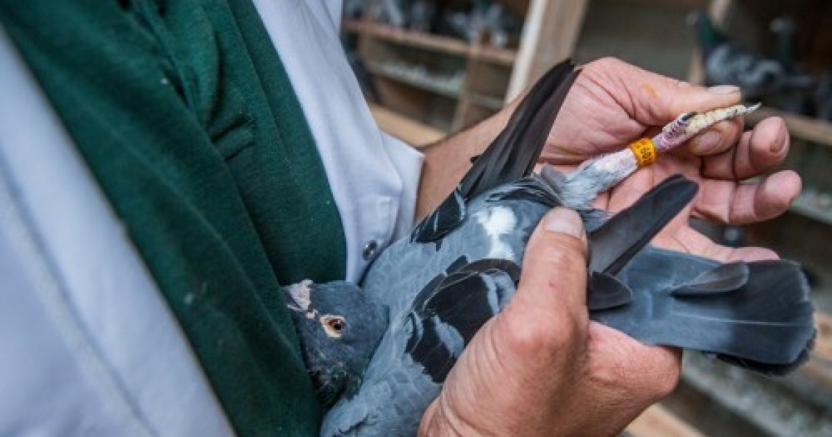 BELGIUM ANIMALS HOMING PIEGONS