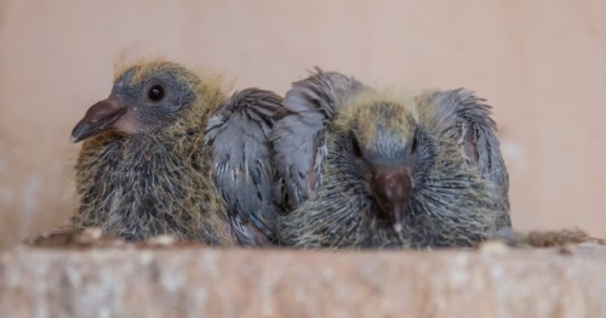 BELGIUM ANIMALS HOMING PIEGONS