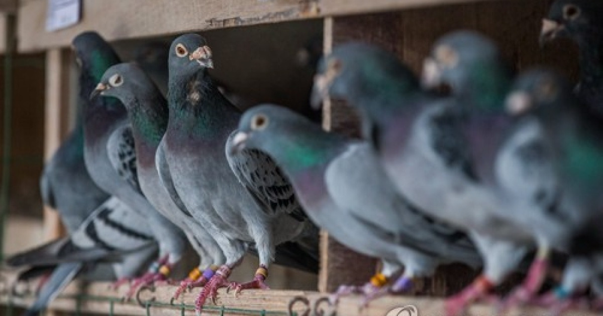 BELGIUM ANIMALS HOMING PIEGONS