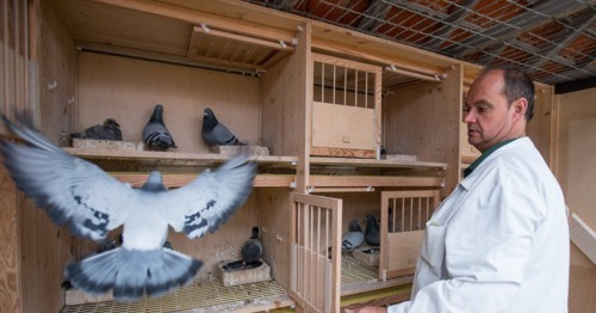 BELGIUM ANIMALS HOMING PIEGONS
