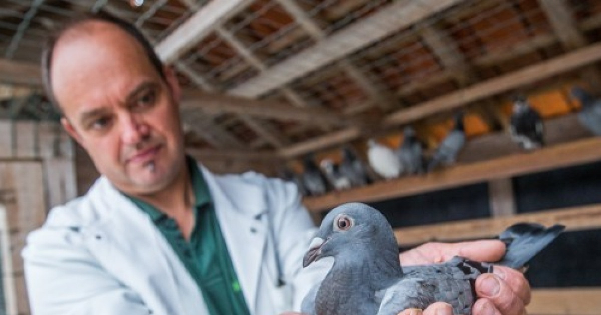 BELGIUM ANIMALS HOMING PIEGONS