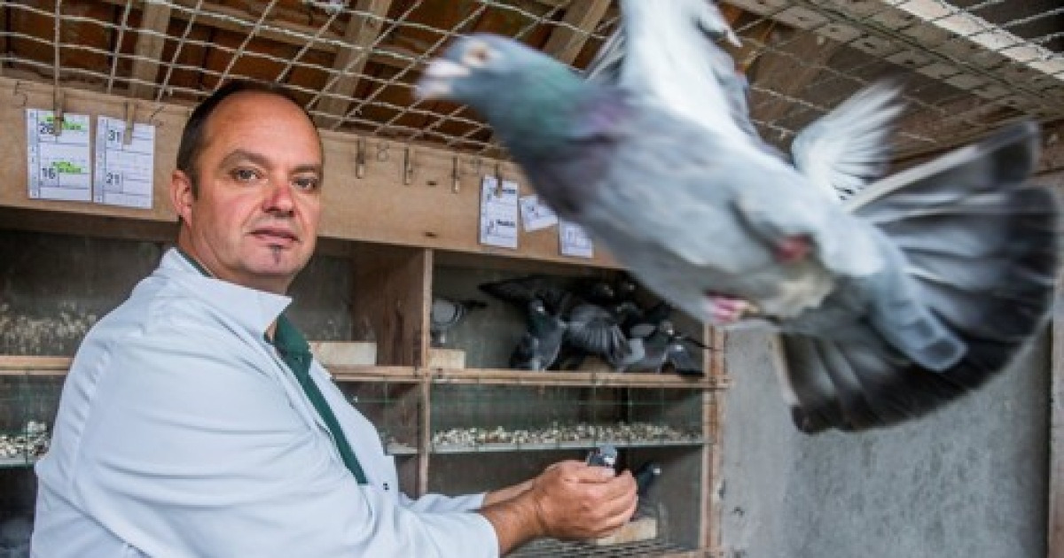 BELGIUM ANIMALS HOMING PIEGONS