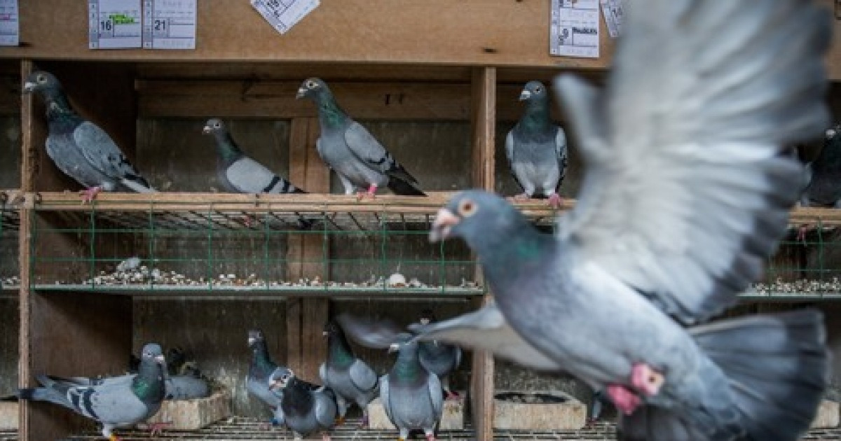 BELGIUM ANIMALS HOMING PIEGONS
