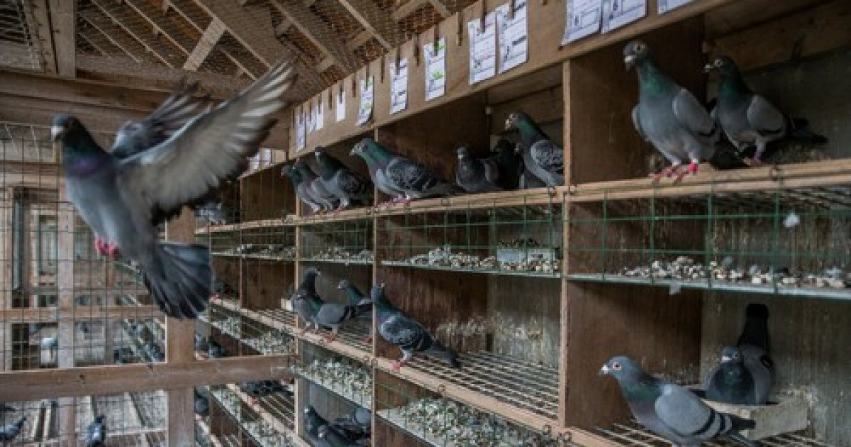 BELGIUM ANIMALS HOMING PIEGONS