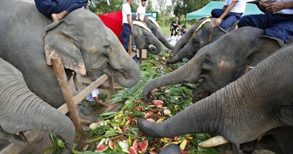 MYANMAR ANIMALS WORLD ELEPHANT DAY