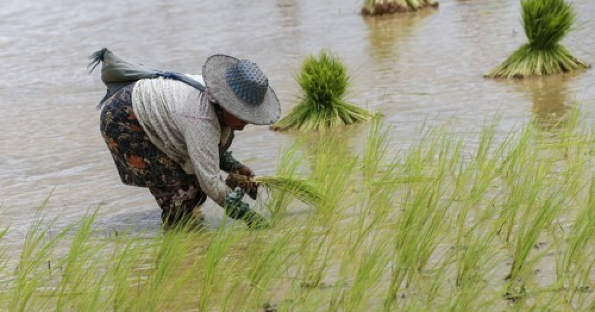 MYANMAR RICE AGRICULTURE
