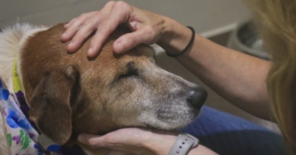 Puerto Rico Dog Airlift