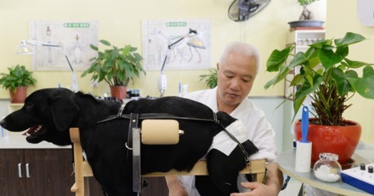 CHINA ACUPUNCTURE PETS