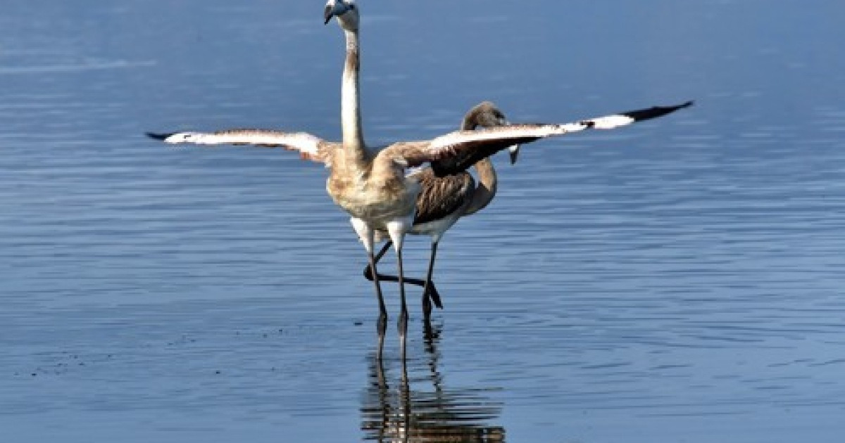 epaselect GREECE ANIMALS