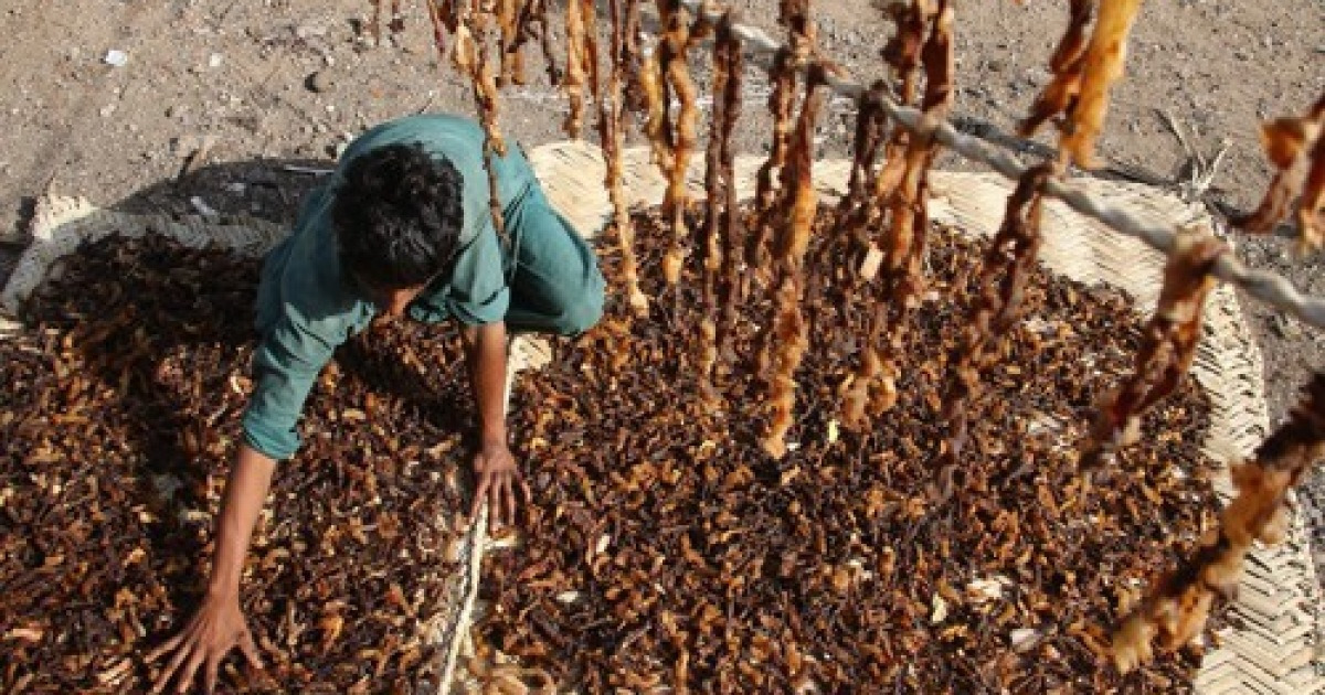PAKISTAN DRIED MEAT