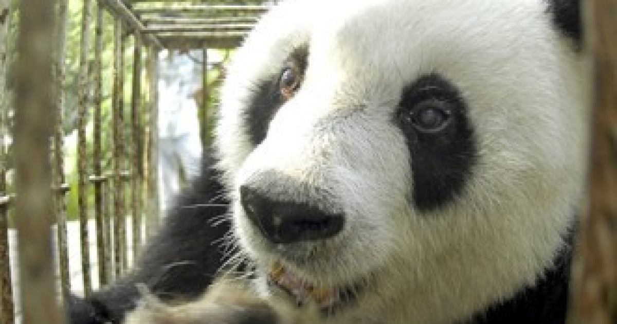 (FILE) CHINA ANIMALS PANDA BASI OBIT