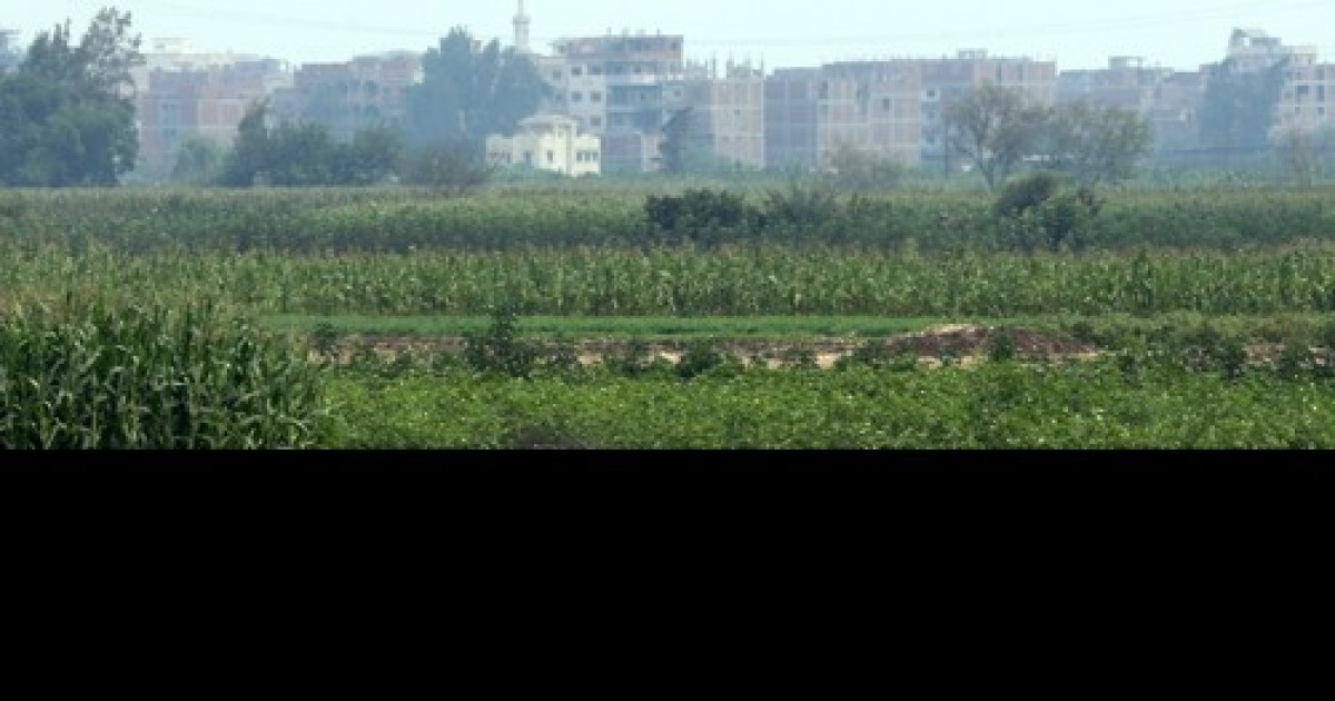 EGYPT AGRICULTURE CORN HARVEST