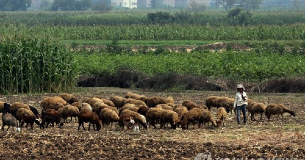 EGYPT AGRICULTURE CORN HARVEST