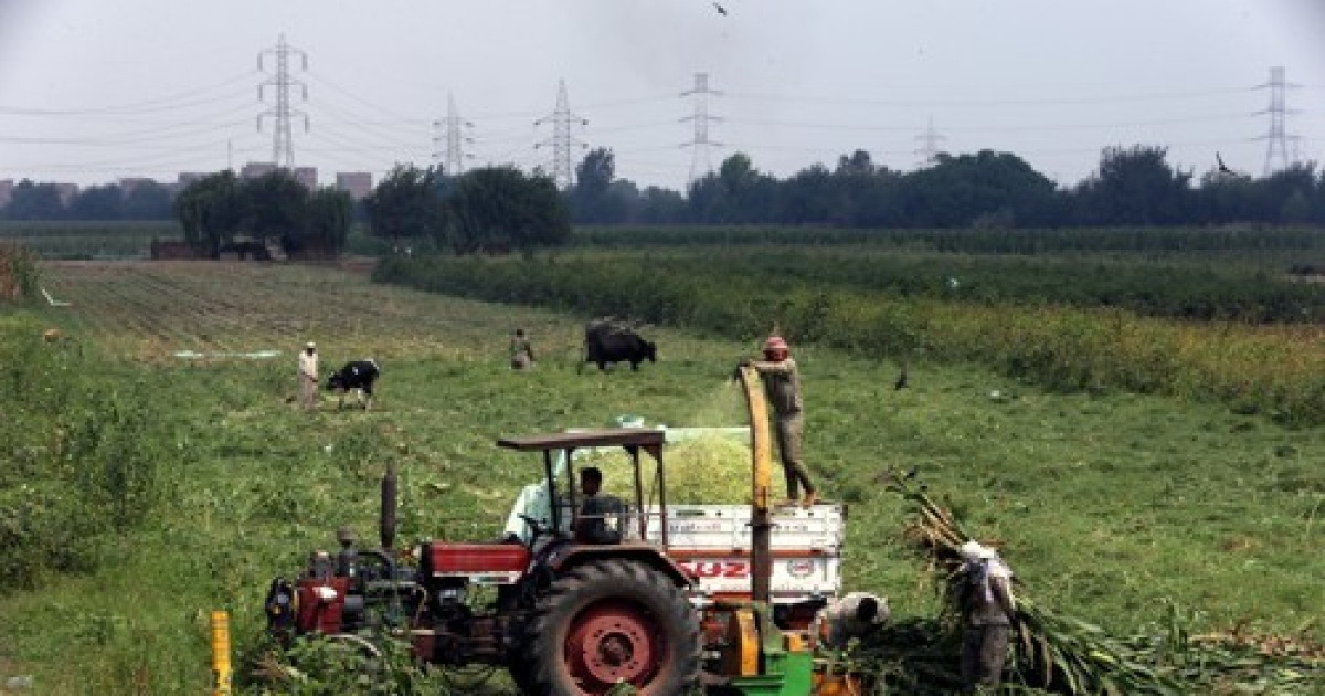EGYPT AGRICULTURE CORN HARVEST