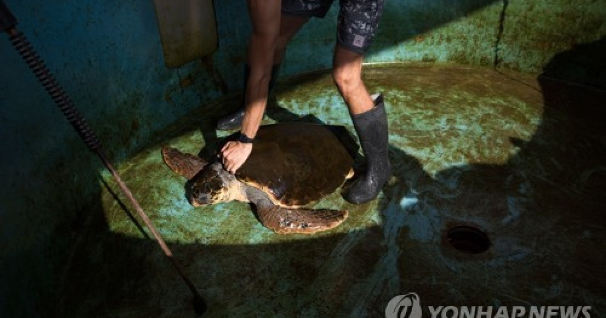 MIDEAST ISRAEL SEA TURTLE RESCUE CENTER