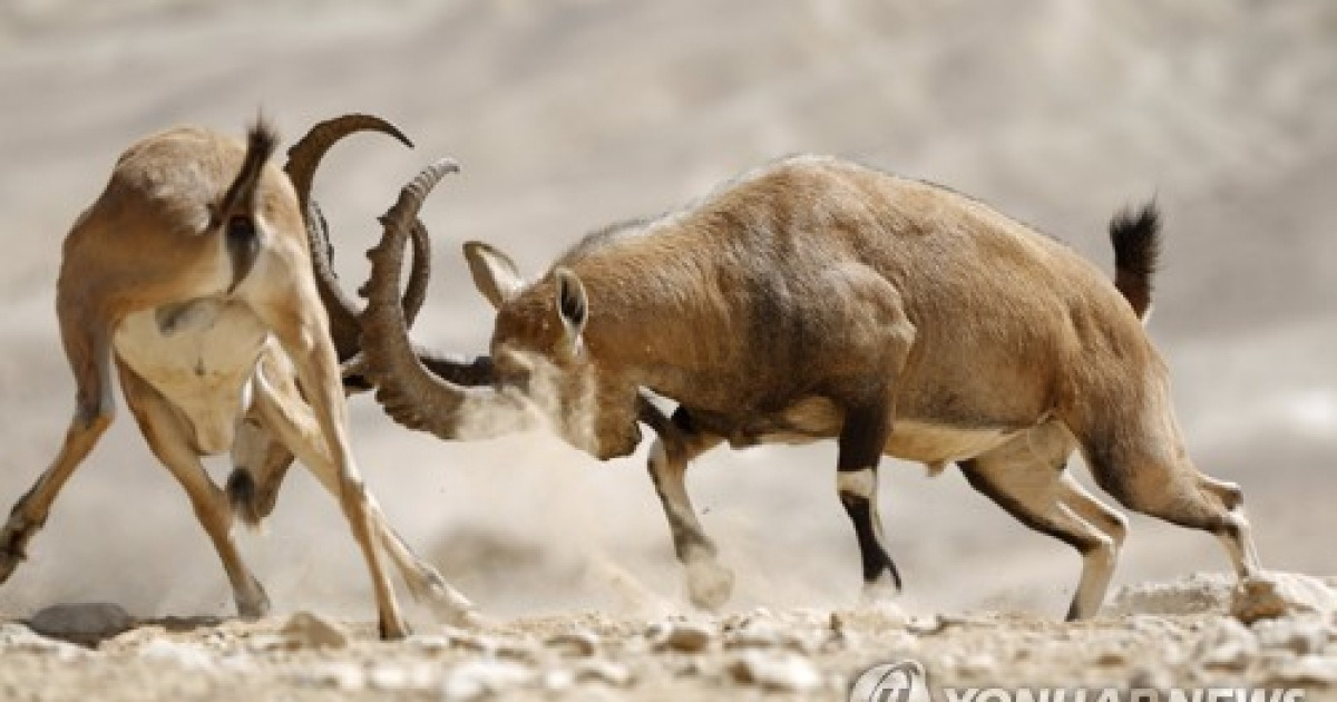 MIDEAST ISRAEL ANIMALS