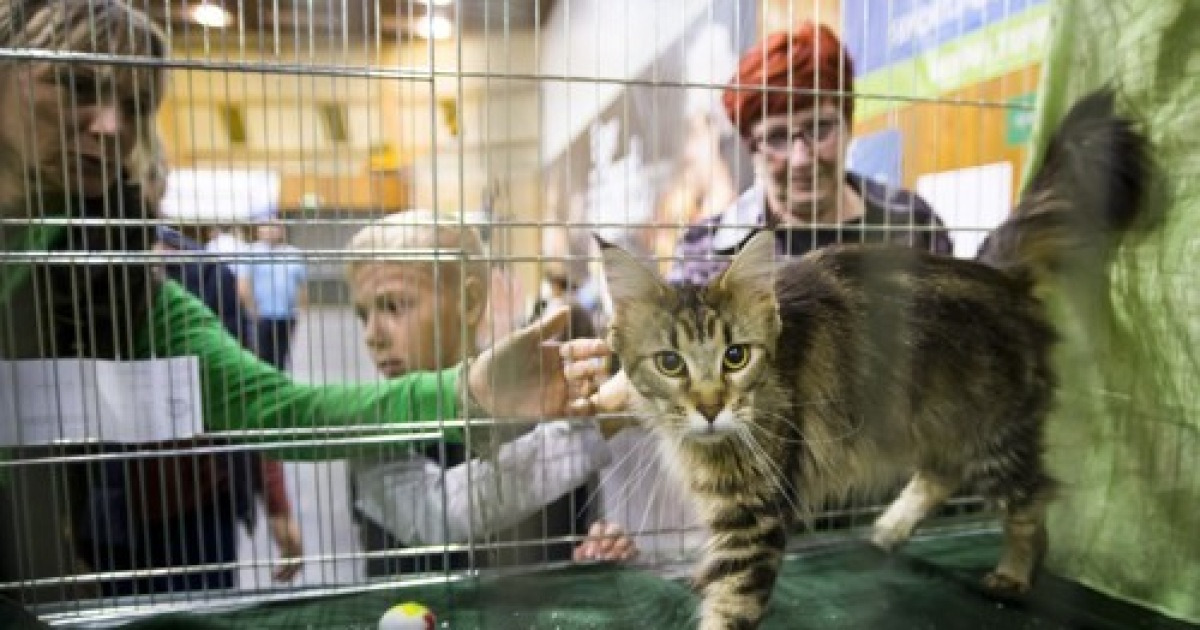 HUNGARY ANIMALS CAT SHOW