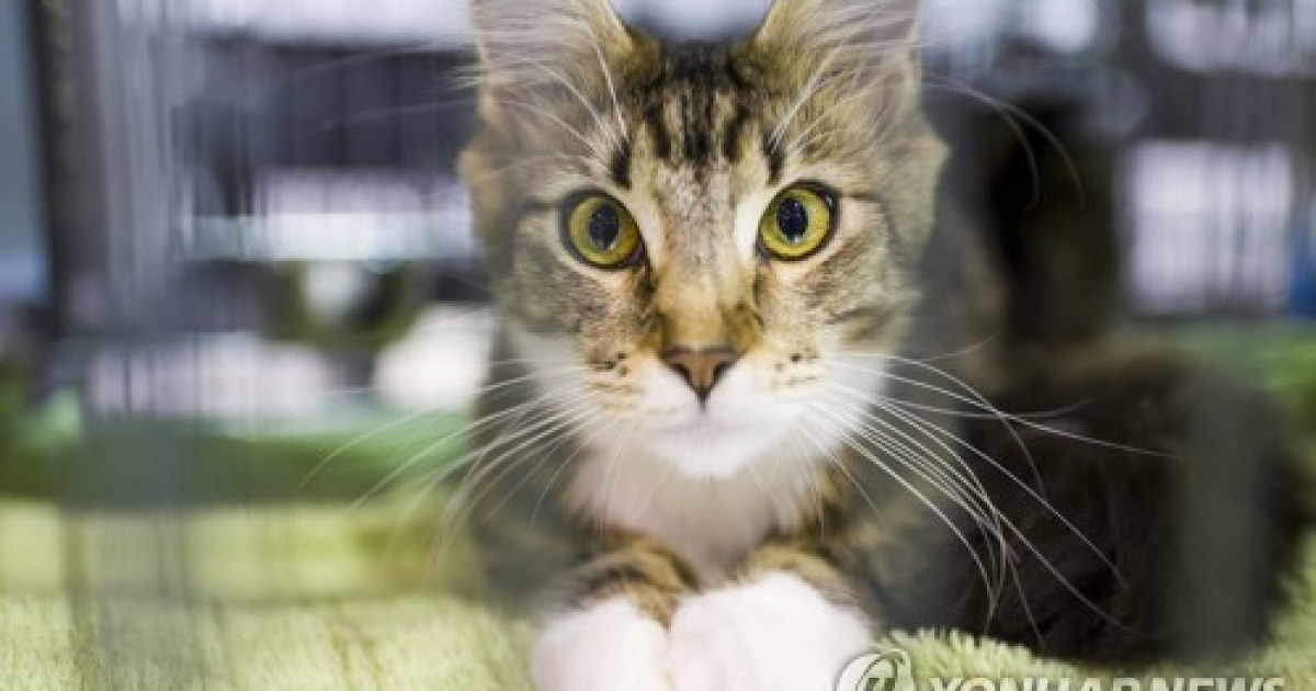 HUNGARY ANIMALS CAT SHOW