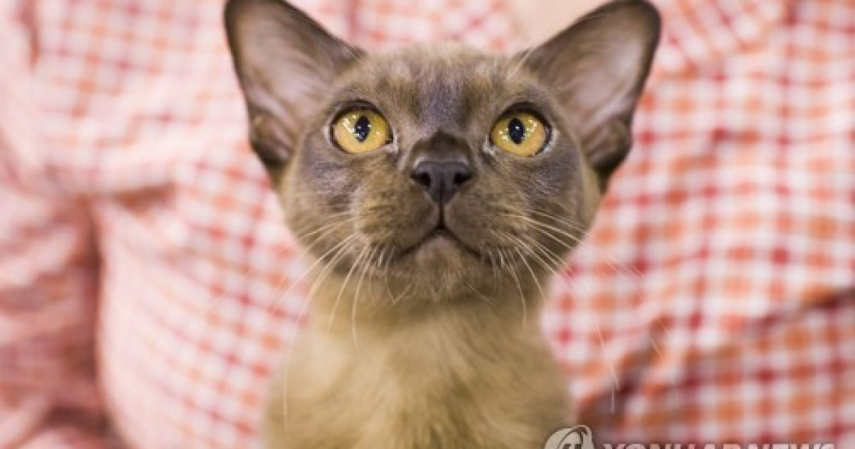HUNGARY ANIMALS CAT SHOW