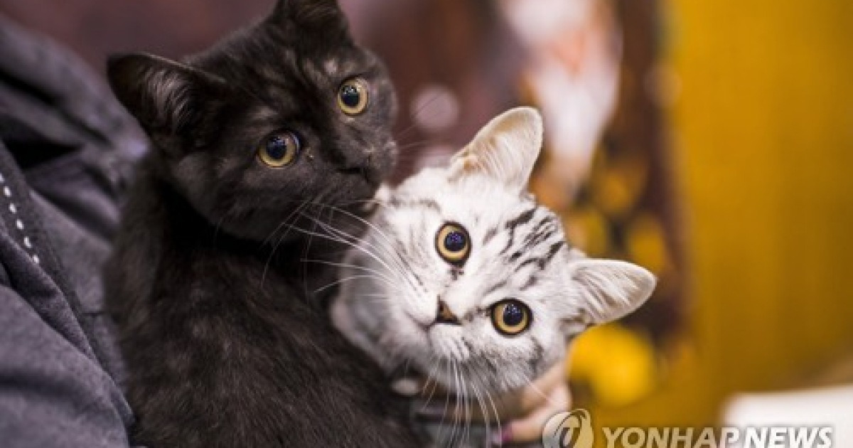 HUNGARY ANIMALS CAT SHOW