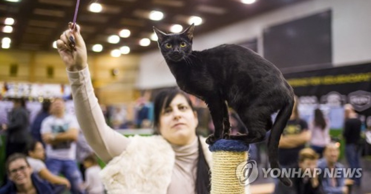 HUNGARY ANIMALS CAT SHOW