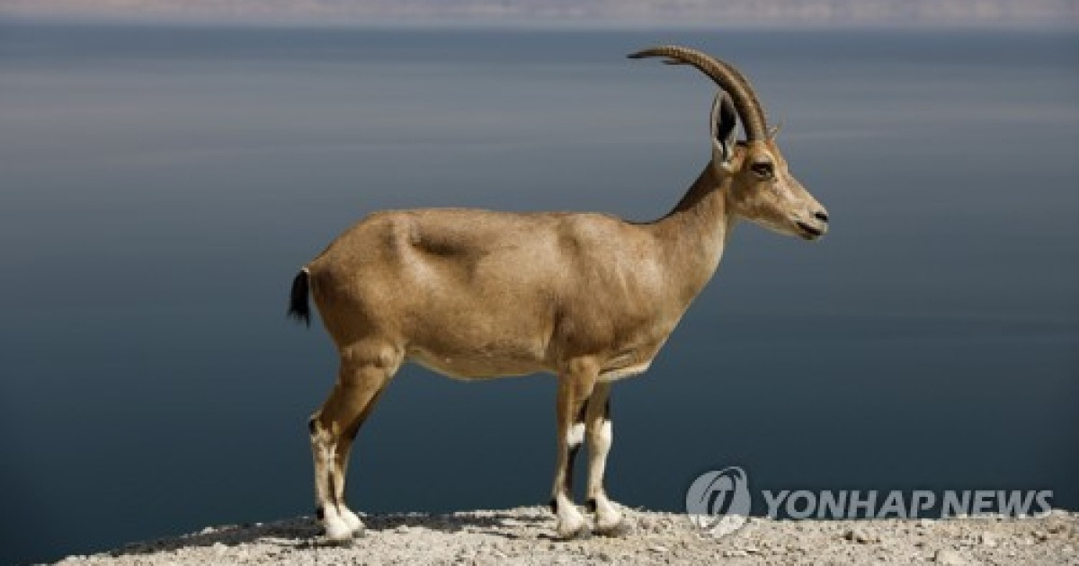 MIDEAST ISRAEL ANIMALS