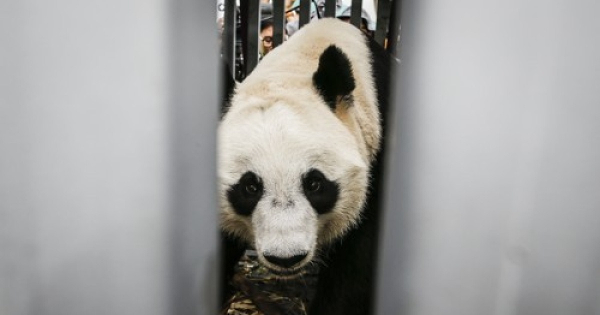 INDONESIA CHINA PANDAS