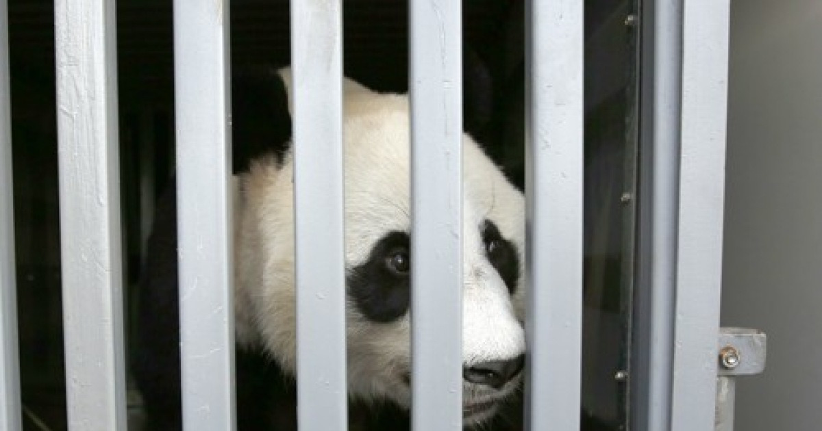 INDONESIA CHINA PANDAS