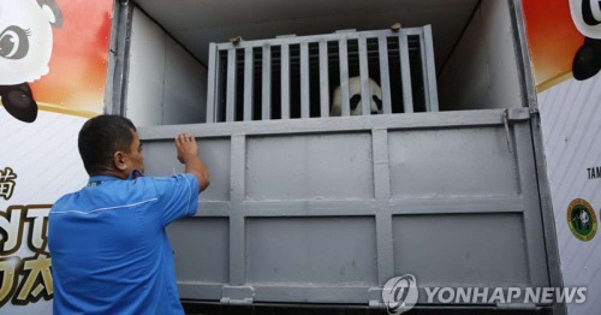 INDONESIA CHINA PANDAS