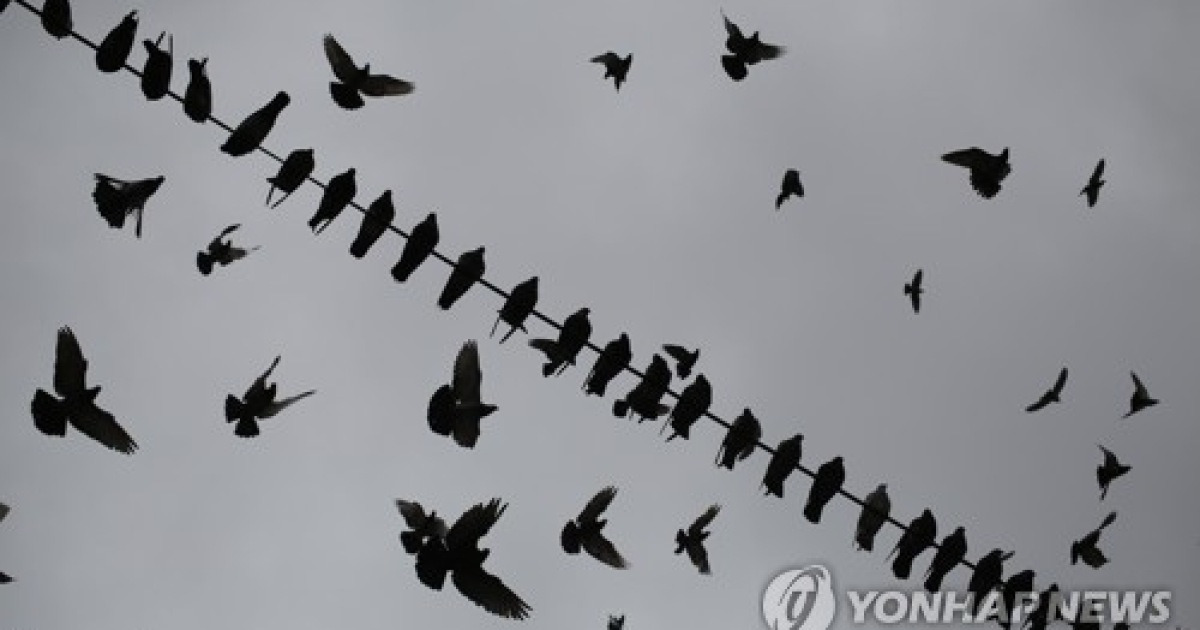 SOUTH AFRICA PIGEON SQUARE