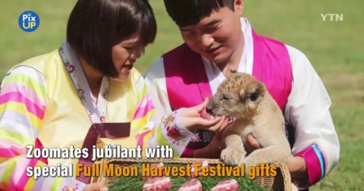 Chuseok Gifts for Zoomates