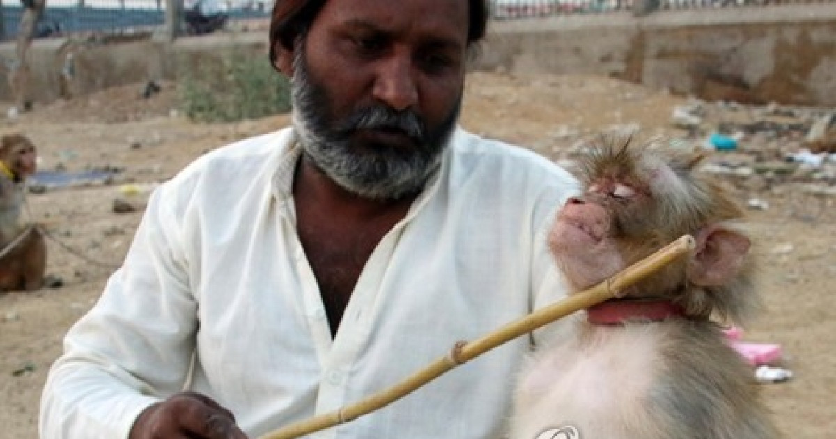 PAKISTAN MONKEY HANDLERS