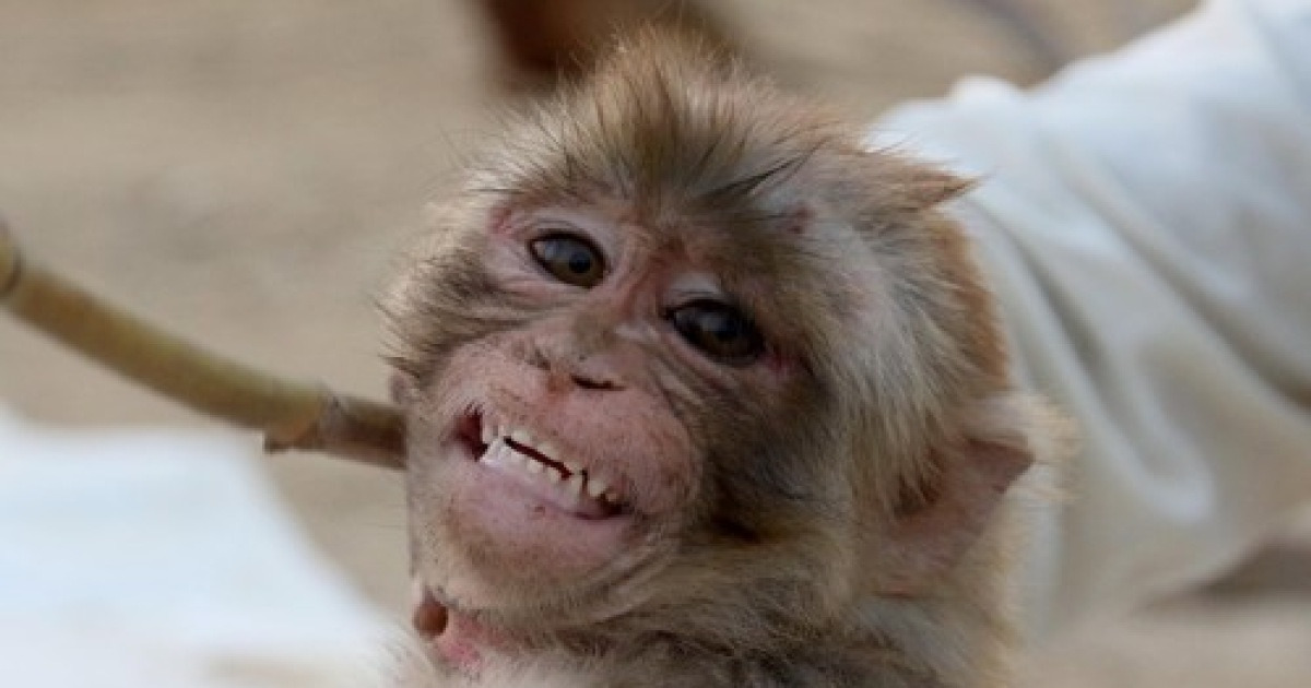 PAKISTAN MONKEY HANDLERS