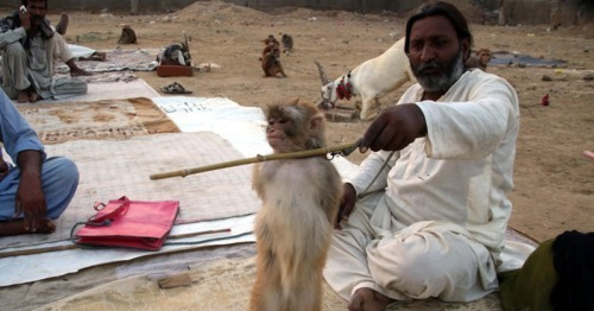 PAKISTAN MONKEY HANDLERS