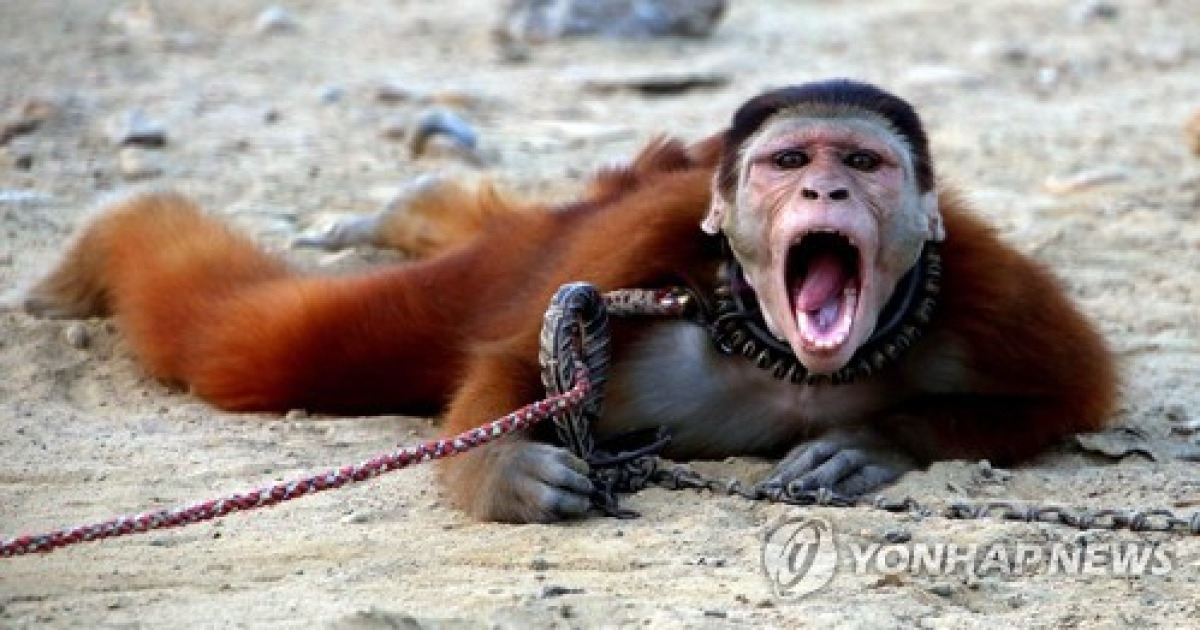 PAKISTAN MONKEY HANDLERS