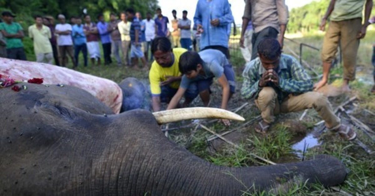 INDIA ELEPHANT DEATH