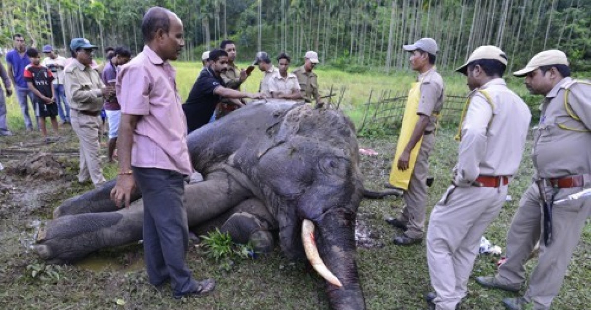 INDIA ELEPHANT DEATH