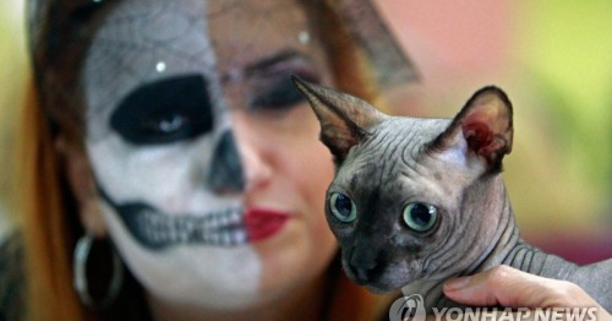 ROMANIA FELINE CONTEST