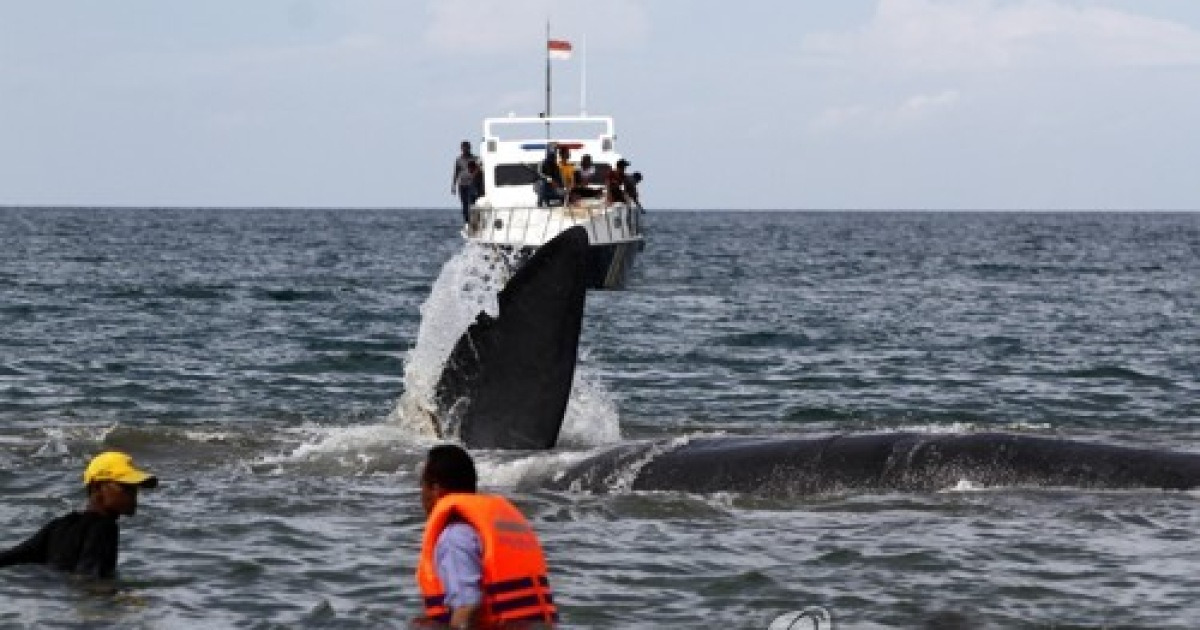 INDONESIA ACEH SPERM WHALE STRANDED