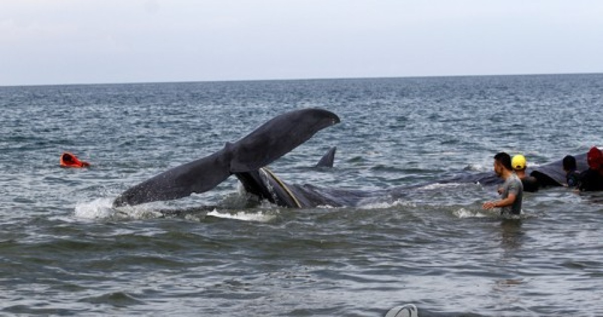 INDONESIA ACEH SPERM WHALE STRANDED