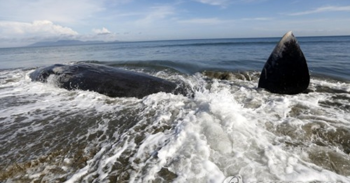 INDONESIA ACEH SPERM WHALE STRANDED