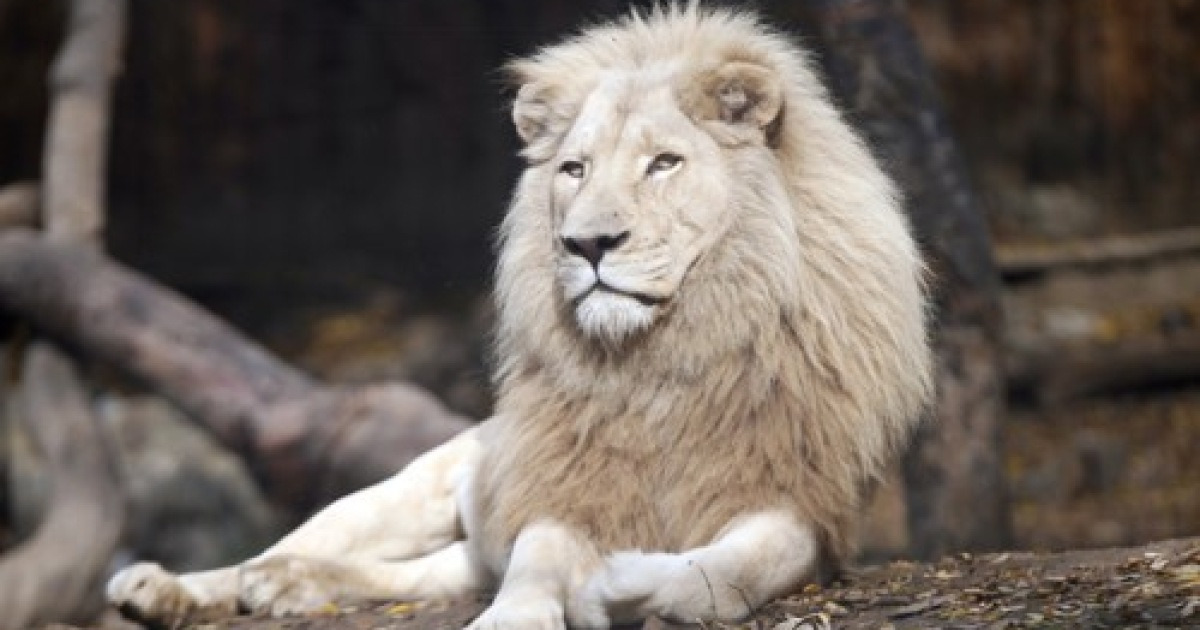 GEORGIA ANIMALS