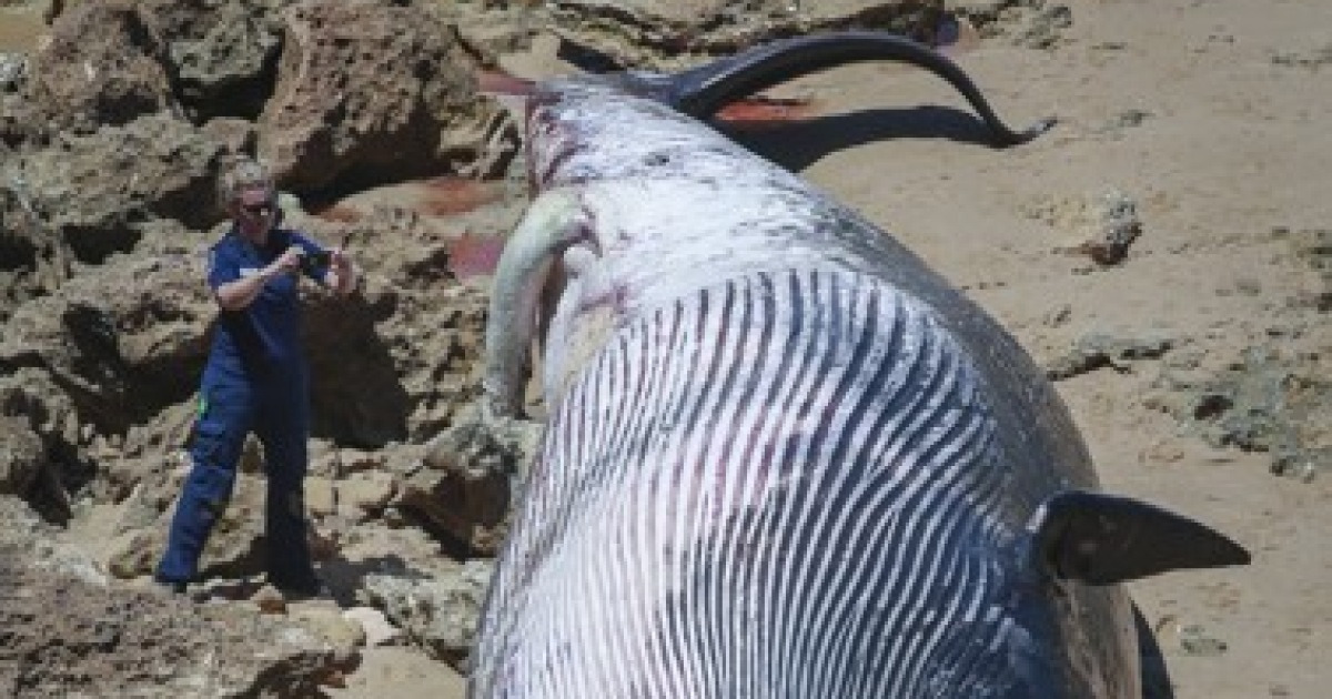 AUSTRALIA ANIMALS WHALE CARCASS