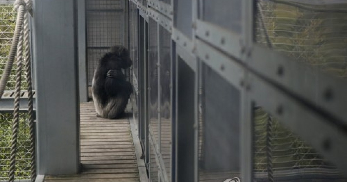 JAPAN PHOTO SET PRIMATE RESEARCH INSTITUTE