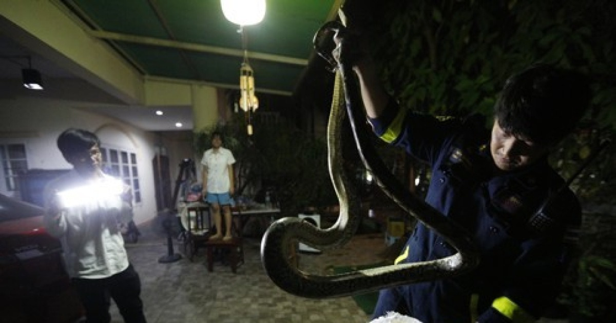 THAILAND PHOTO SET BANGKOK SNAKES