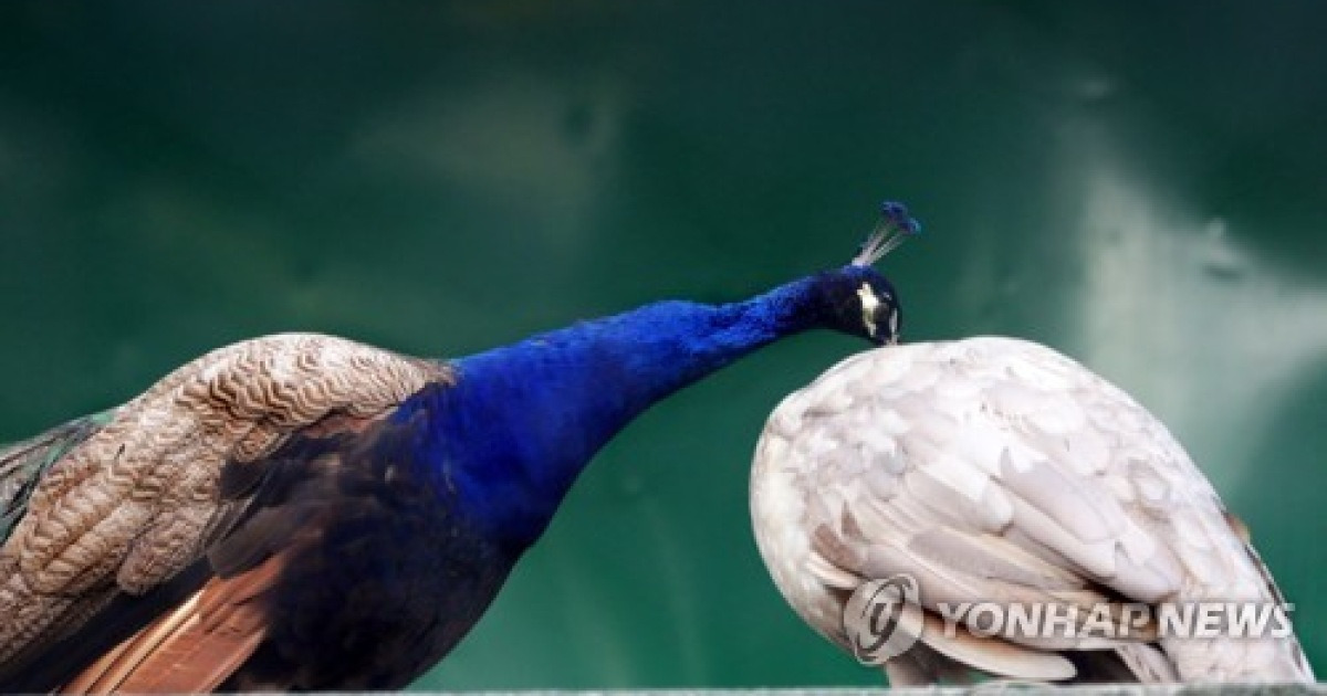 INDIA ANIMALS CALCUTTA ZOO