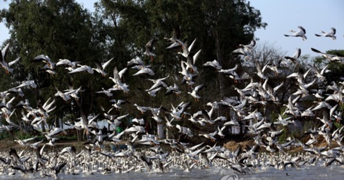 INDIA MIGRATORY BIRDS
