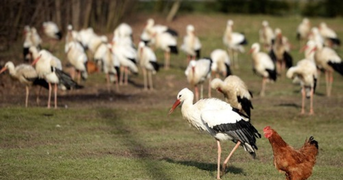 epaselect POLAND ANIMALS STORKS