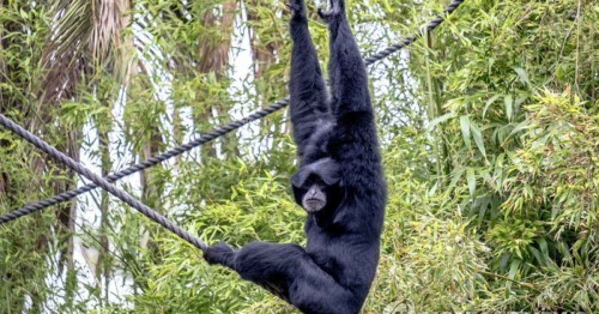 AUSTRALIA MELBOURNE ZOO